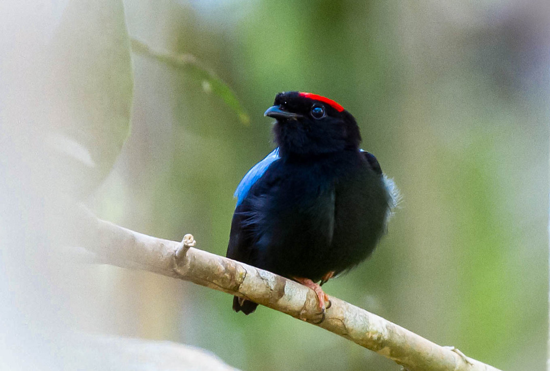 Foto tangará-príncipe (Chiroxiphia pareola) Por Ralph Antunes | Wiki ...