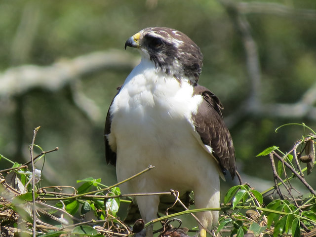Foto gavião-de-cauda-curta (Buteo brachyurus) Por Sérgio Luiz Carniel ...