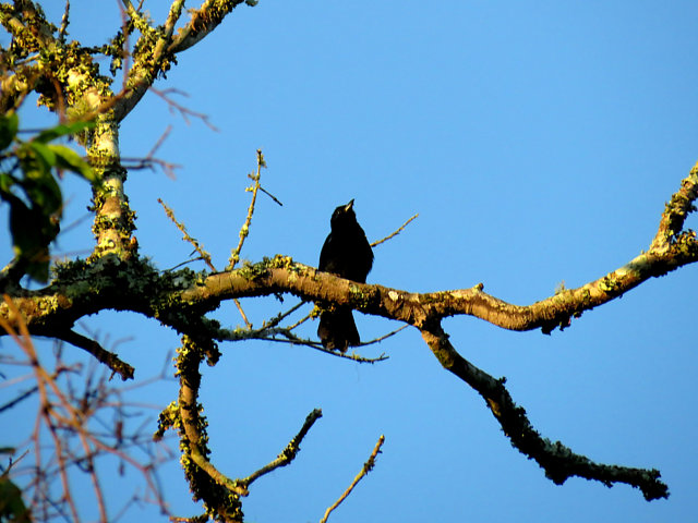 Foto tiê-preto (Tachyphonus coronatus) Por Alex ALAMelo | Wiki Aves - A ...