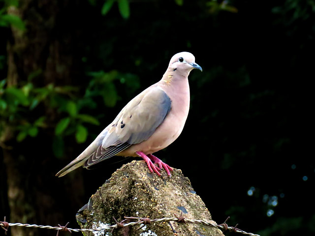 Foto avoante (Zenaida auriculata) Por Alex ALAMelo | Wiki Aves - A ...
