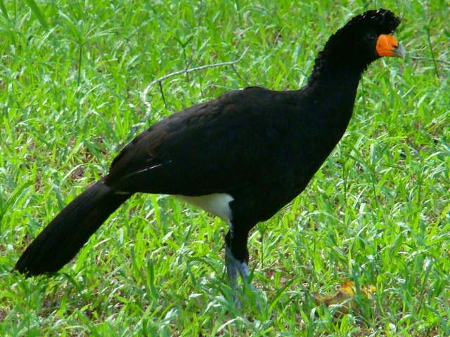 mutum-poranga (Crax alector) | WikiAves - A Enciclopédia das Aves do Brasil