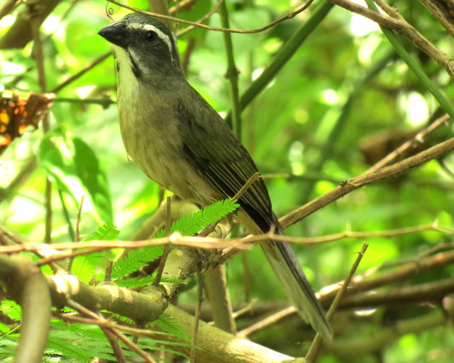 Foto trinca-ferro (Saltator similis) Por Rafael Boni | Wiki Aves - A ...