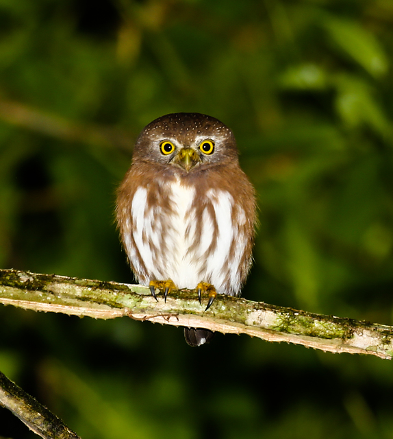 caburé-miudinho (Glaucidium minutissimum) | WikiAves - A Enciclopédia ...