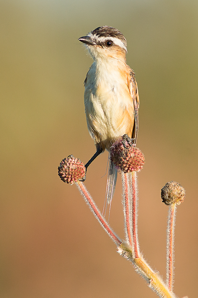 Foto papa-moscas-do-campo (Culicivora caudacuta) Por Luís Felipe Lahr ...
