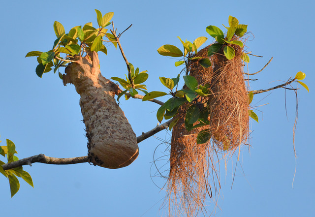 xexéu (Cacicus cela) | WikiAves - A Enciclopédia das Aves do Brasil