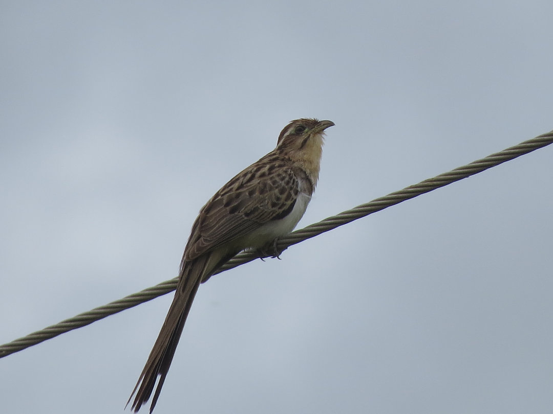 Foto saci (Tapera naevia) Por Alberto C. Alves | Wiki Aves - A ...