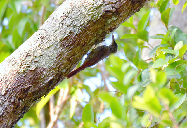 Foto arapaçu-do-duida (Lepidocolaptes duidae) Por Robson Czaban | Wiki ...