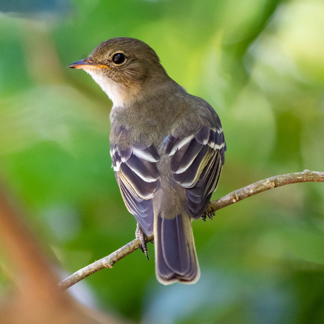 Foto tuque (Elaenia mesoleuca) Por Giancarlo Müller Pozzebon | Wiki ...