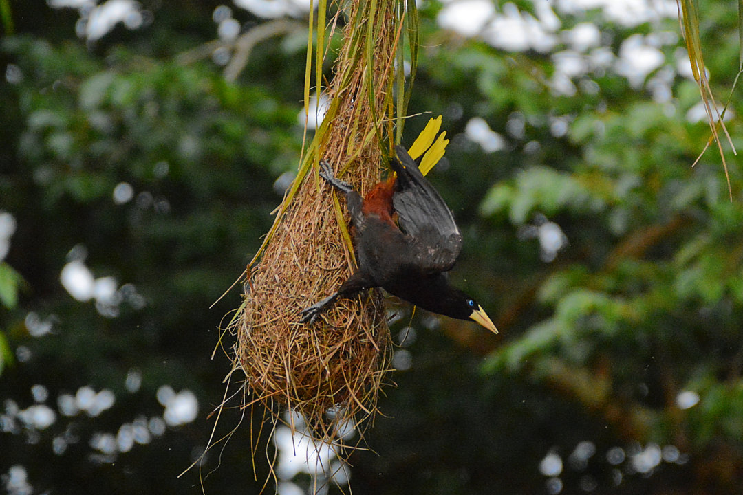 Foto japu (Psarocolius decumanus) Por Juan Espanha | Wiki Aves - A ...
