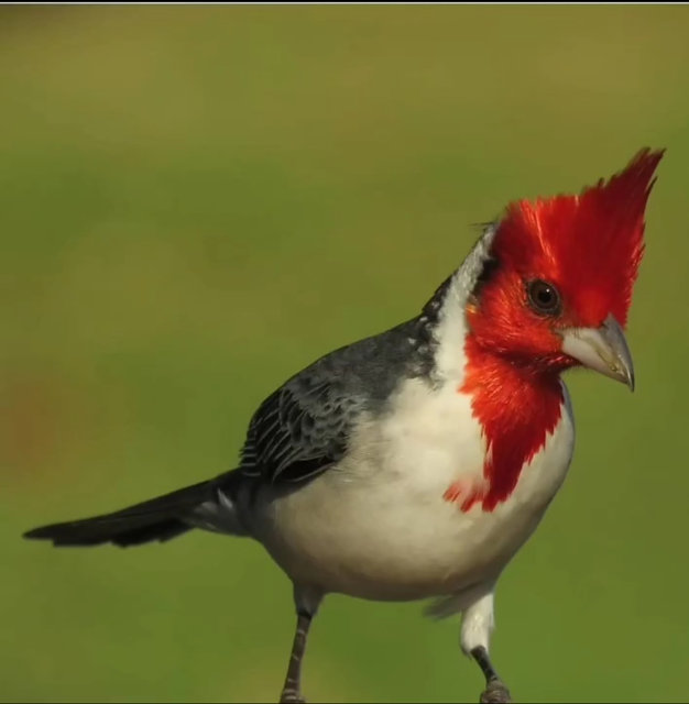 Foto cardeal (Paroaria coronata) Por Alex P. Ramos | Wiki Aves - A ...