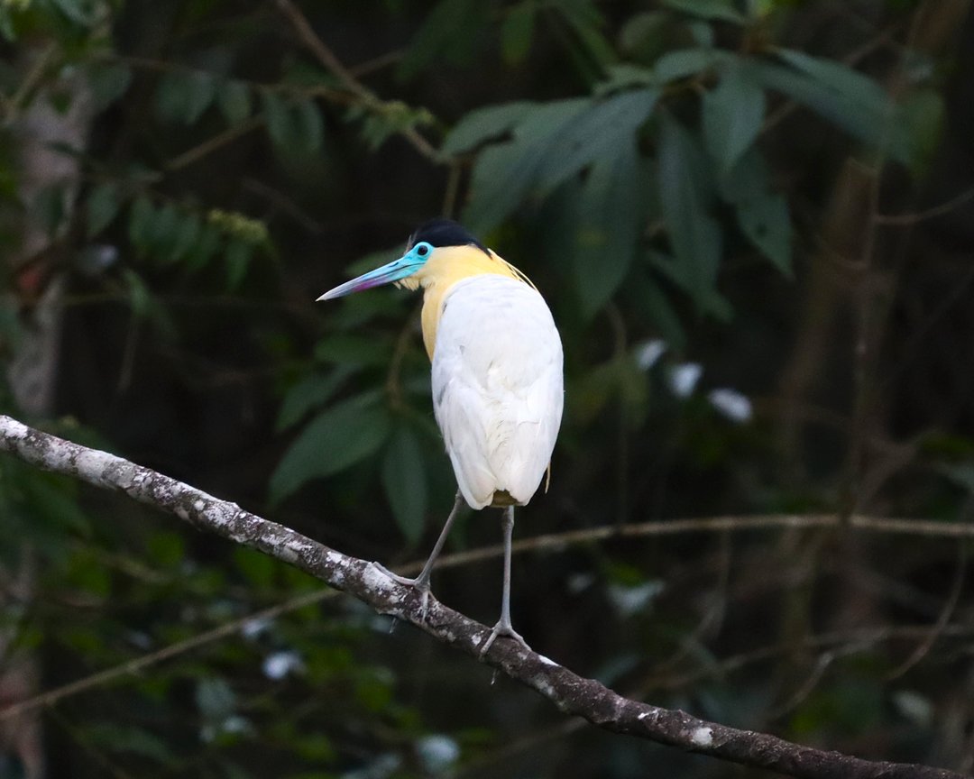 Foto garça-real (Pilherodius pileatus) Por Áviner Viana | Wiki Aves - A ...