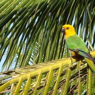 jandaia-verdadeira (Aratinga jandaya) | WikiAves - A Enciclopédia das ...