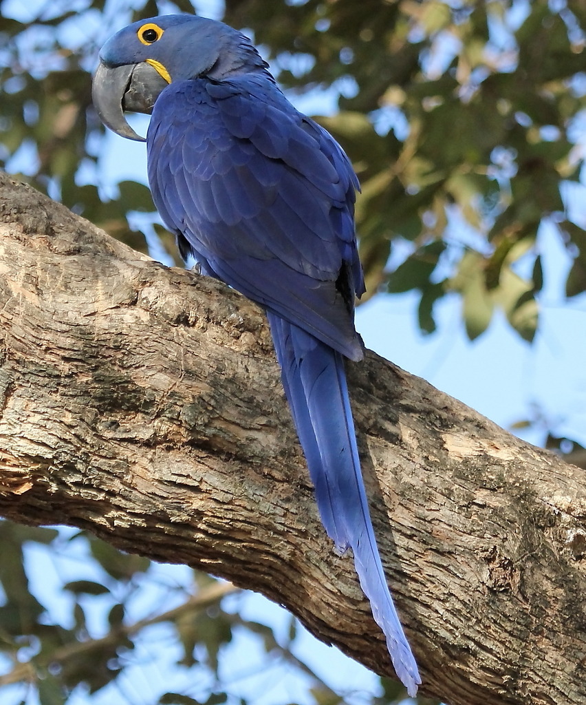 Foto arara-azul (Anodorhynchus hyacinthinus) Por Mathias Singer | Wiki ...