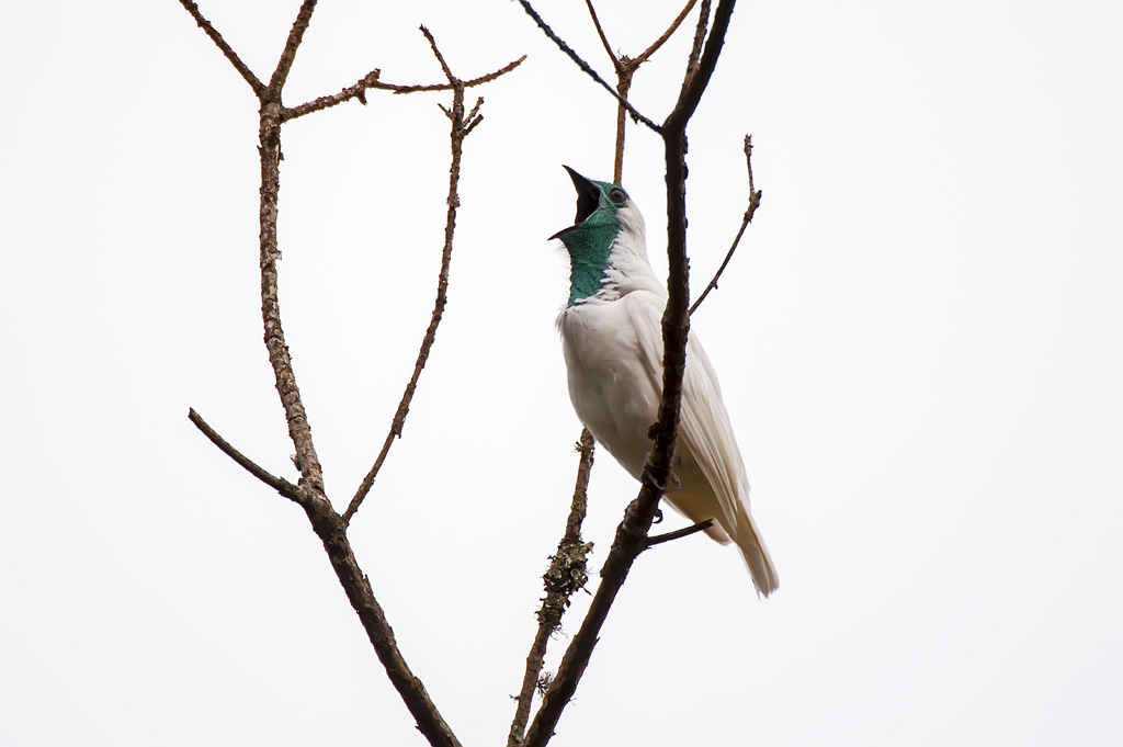 Foto araponga (Procnias nudicollis) Por Leonardo Merçon | Wiki Aves - A ...