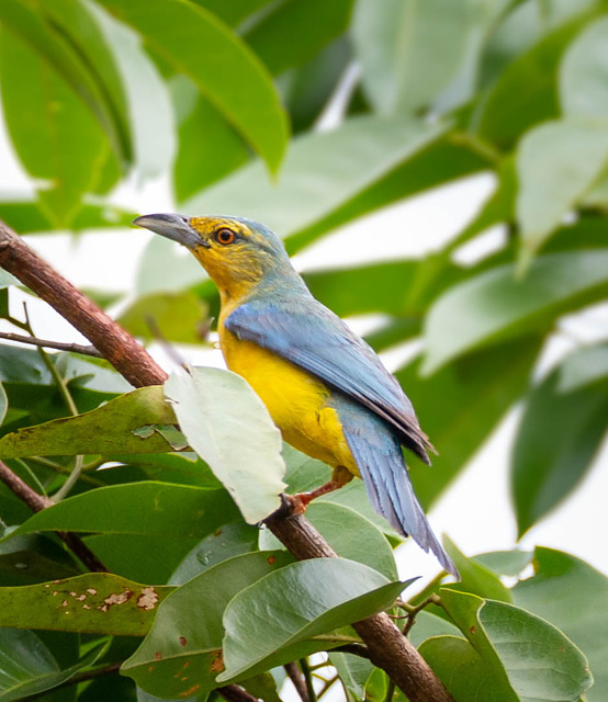 Foto pipira-azul (Cyanicterus cyanicterus) Por Ronaldo Koloszuk | Wiki ...