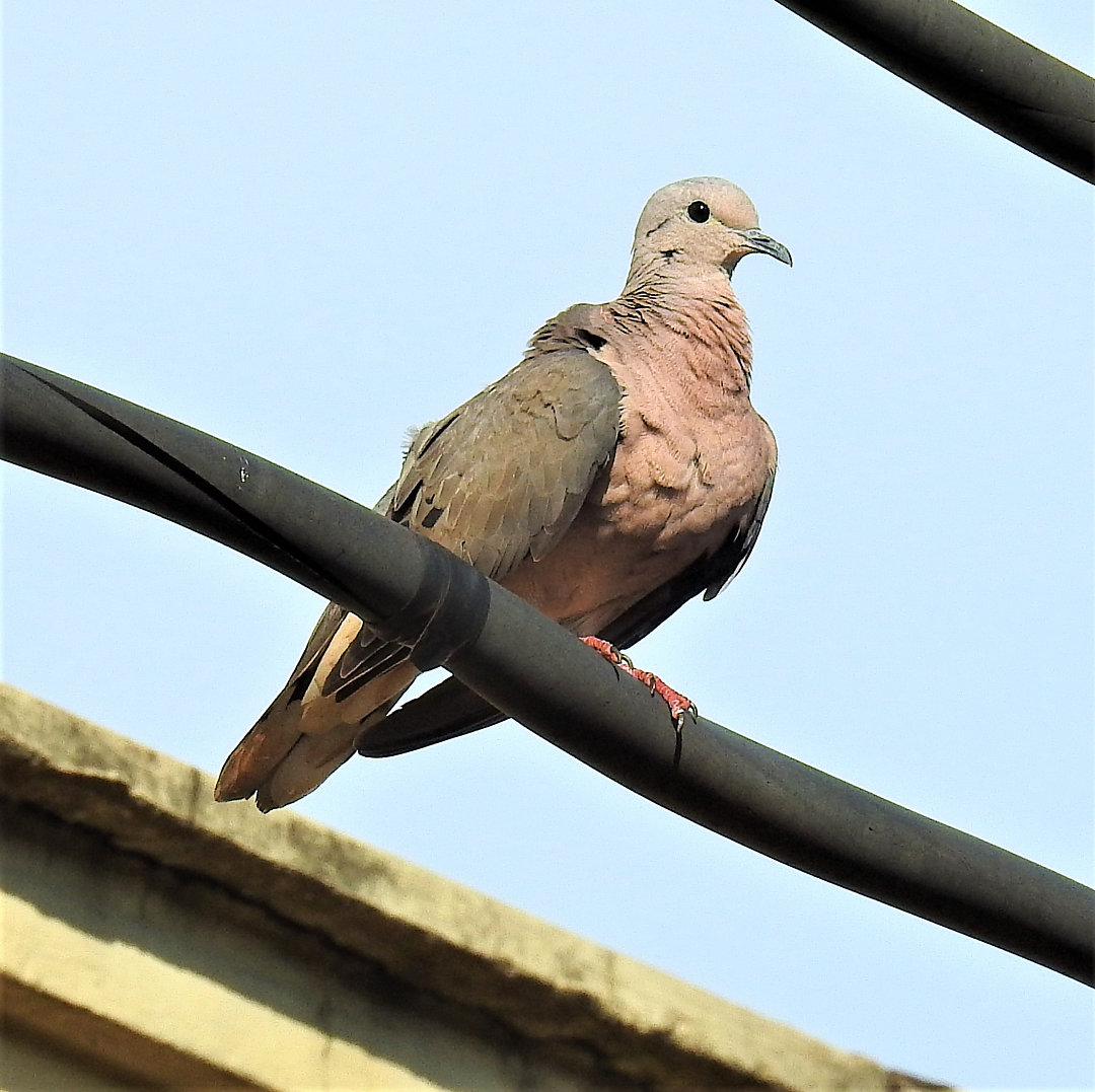 Foto avoante (Zenaida auriculata) Por Gilberto Jose Machado De Faria ...
