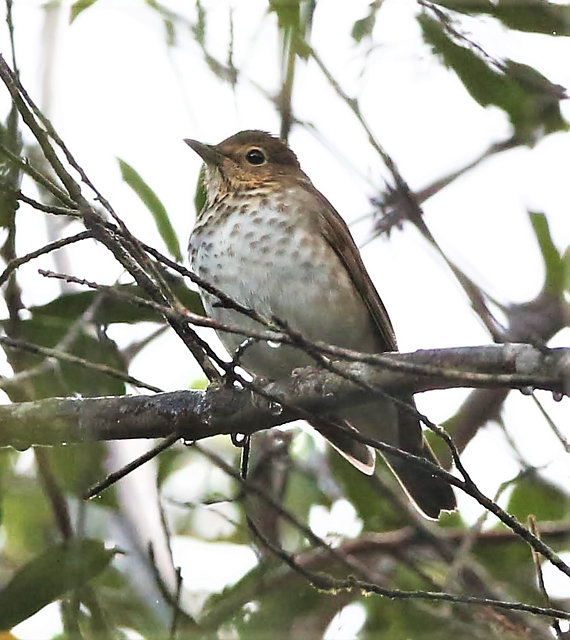 Foto sabiazinho-de-óculos (Catharus swainsoni) Por Viviane De Luccia ...