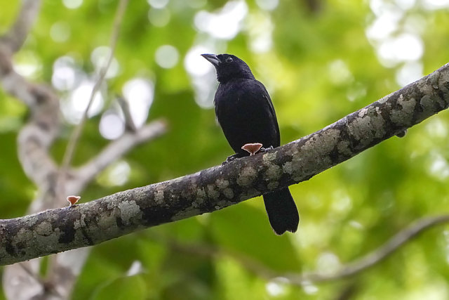 Foto pipira-preta (Tachyphonus rufus) Por Christopher Borges | Wiki ...