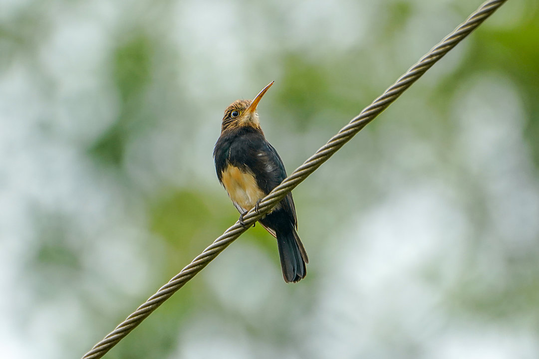 Foto ariramba-preta (Brachygalba lugubris) Por Christopher Borges ...