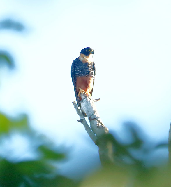 Foto cauré (Falco rufigularis) Por Ivo Zecchin | Wiki Aves - A ...