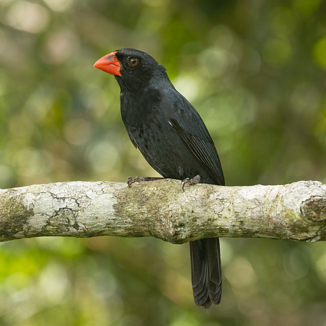Foto bico-de-pimenta (Saltator fuliginosus) Por Bernardo Jacob | Wiki ...