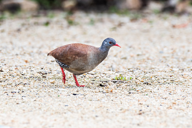 Foto inhambu-chororó (Crypturellus parvirostris) Por Marcelo Müller ...