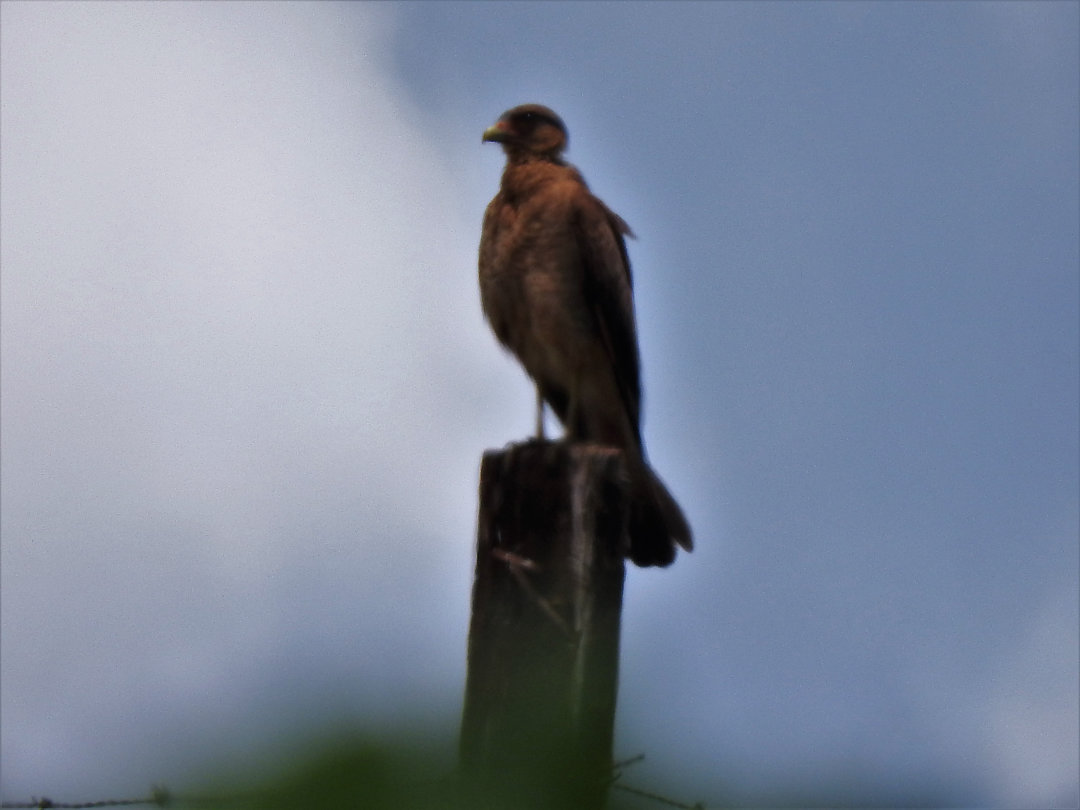 Foto chimango (Milvago chimango) Por Lucas M. Mercante | Wiki Aves - A ...