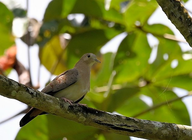 Foto pararu-azul (Claravis pretiosa) Por Stephen Jones | Wiki Aves - A ...