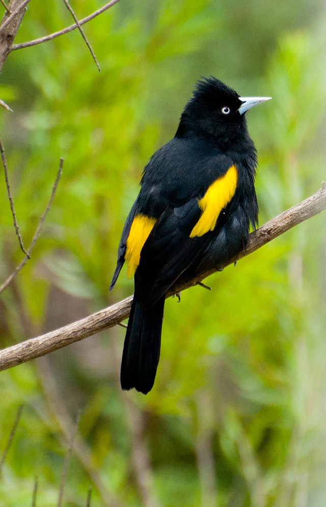 Foto tecelão (Cacicus chrysopterus) Por Ivan Angelo | Wiki Aves - A ...