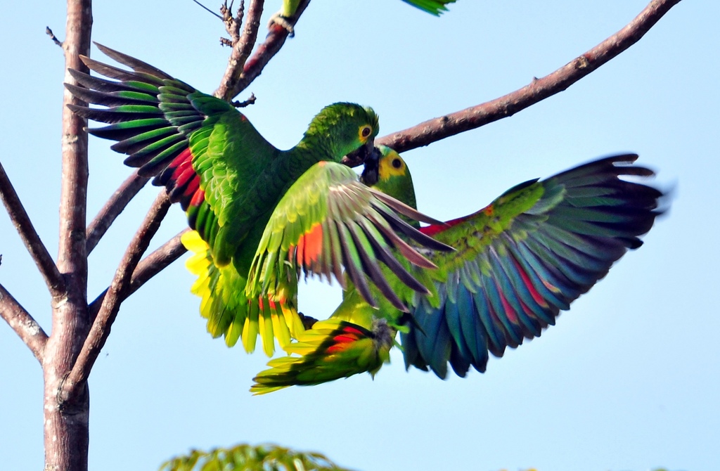 Foto papagaio-verdadeiro (Amazona aestiva) Por Jarbas Mattos | Wiki ...