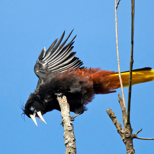 japu (Psarocolius decumanus) | WikiAves - A Enciclopédia das Aves do Brasil