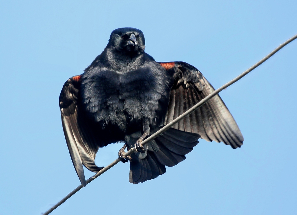 Foto chupim-azeviche (Molothrus rufoaxillaris) Por Oscar Abener Fenalti ...