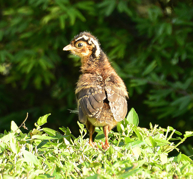 Foto jacuguaçu (Penelope obscura) Por Maria Jucá | Wiki Aves - A ...