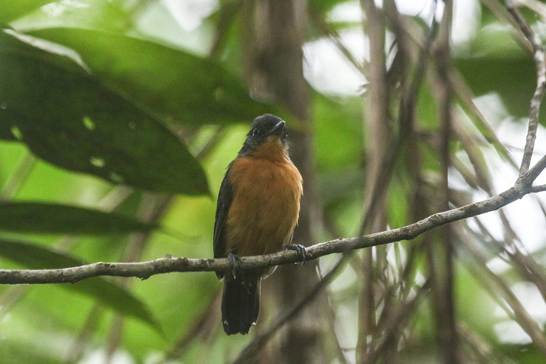 Foto choca-do-acre (Thamnophilus divisorius) Por Adriano Canteri | Wiki ...