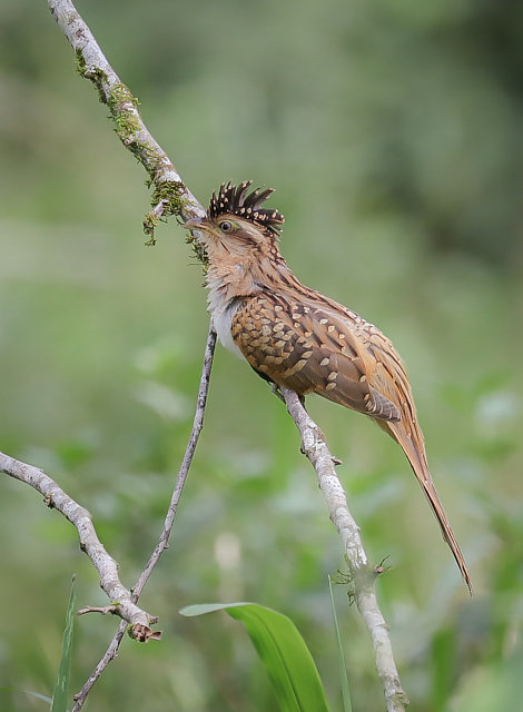 Foto saci (Tapera naevia) Por Marcelo Keiser | Wiki Aves - A ...