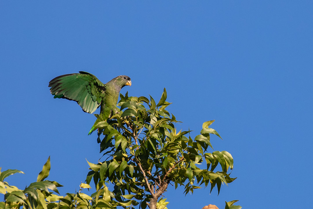 Foto maitaca-verde (Pionus maximiliani) Por José Bauer | Wiki Aves - A ...