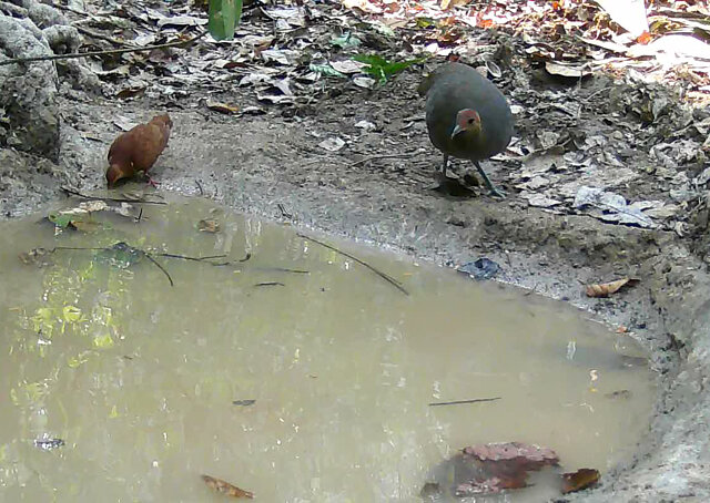 Foto inhambu-serra (Tinamus major) Por Mano Henrique | Wiki Aves - A ...
