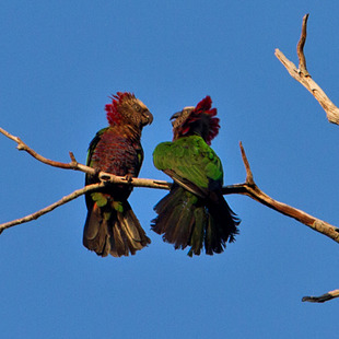 anacã (Deroptyus accipitrinus) | WikiAves - A Enciclopédia das Aves do ...