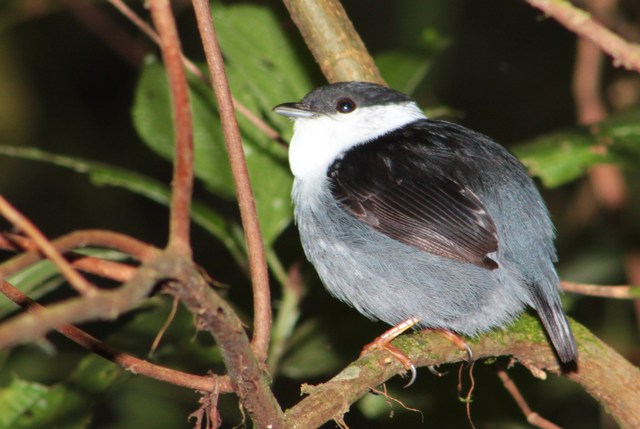 Foto rendeira (Manacus manacus) Por Marcio Toledo | Wiki Aves - A Enciclopédia das Aves do Brasil