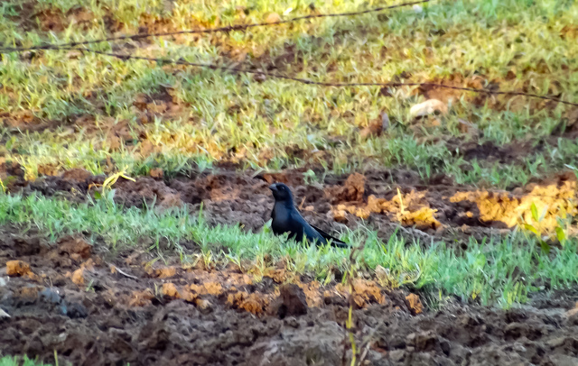 Foto chupim (Molothrus bonariensis) Por Mauricio Seifert | Wiki Aves ...