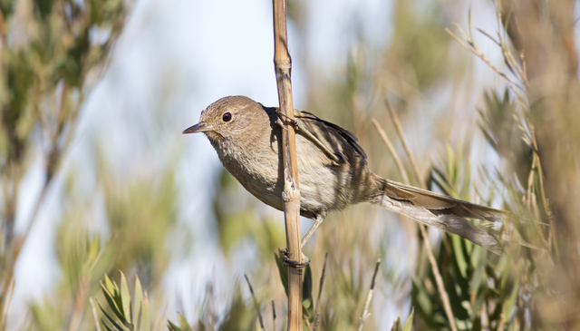 Foto garrincha-chorona (Asthenes moreirae) Por Caio Brito | Wiki Aves ...