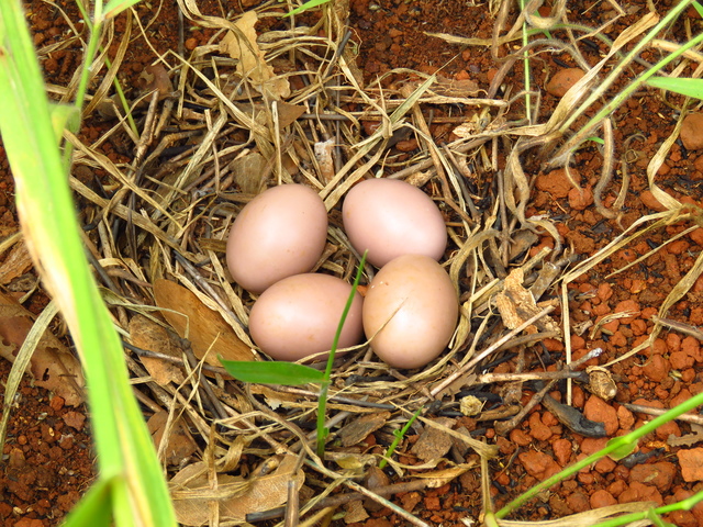 Foto inhambu-chororó (Crypturellus parvirostris) Por Lawrence Rabelo De ...