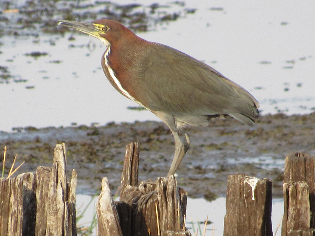 Foto socó-boi (Tigrisoma lineatum) Por Andre Martinez | Wiki Aves - A ...