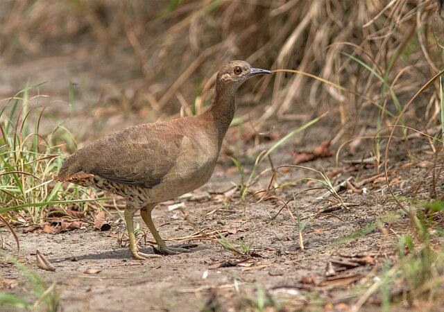 Foto jaó (Crypturellus undulatus) Por Antonino G. Medina (Toni) | Wiki ...