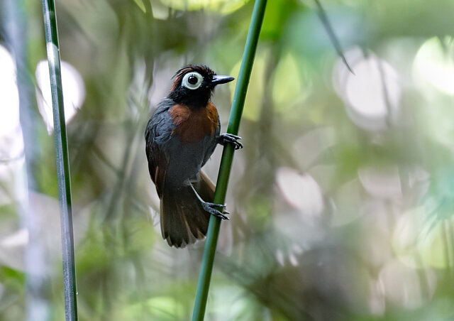 Foto mãe-de-taoca-arlequim (Rhegmatorhina berlepschi) Por Marco Cruz ...