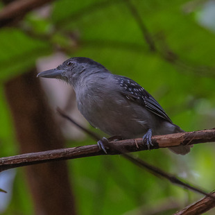 choca-cantadora (Pygiptila stellaris) | WikiAves - A Enciclopédia das ...