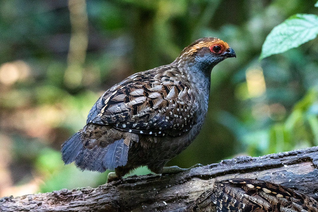 Foto uru (Odontophorus capueira) Por Antonio Gutierrez | Wiki Aves - A ...