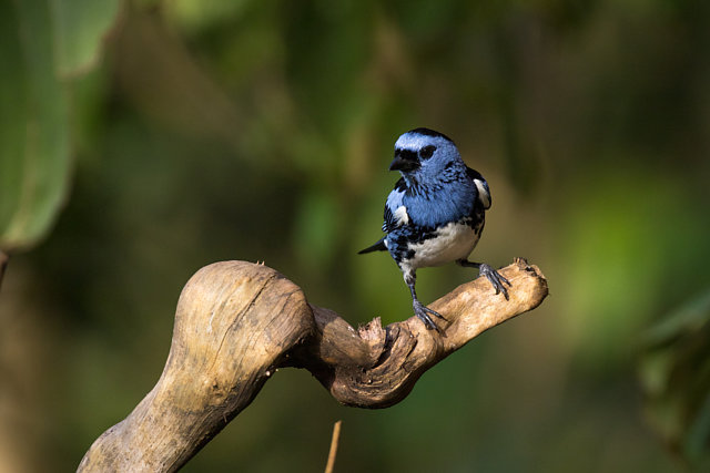 Foto cambada-de-chaves (Tangara brasiliensis) Por Carlos Adilson | Wiki ...