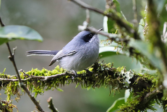 Foto balança-rabo-de-máscara (Polioptila dumicola) Por Claudio Furini ...