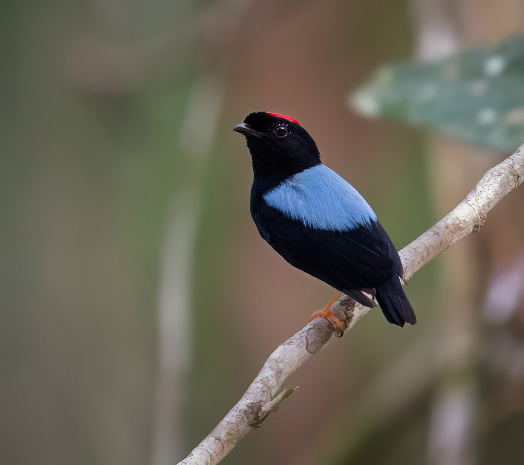 Foto tangará-príncipe (Chiroxiphia pareola) Por Paulo Cunha Pereira ...
